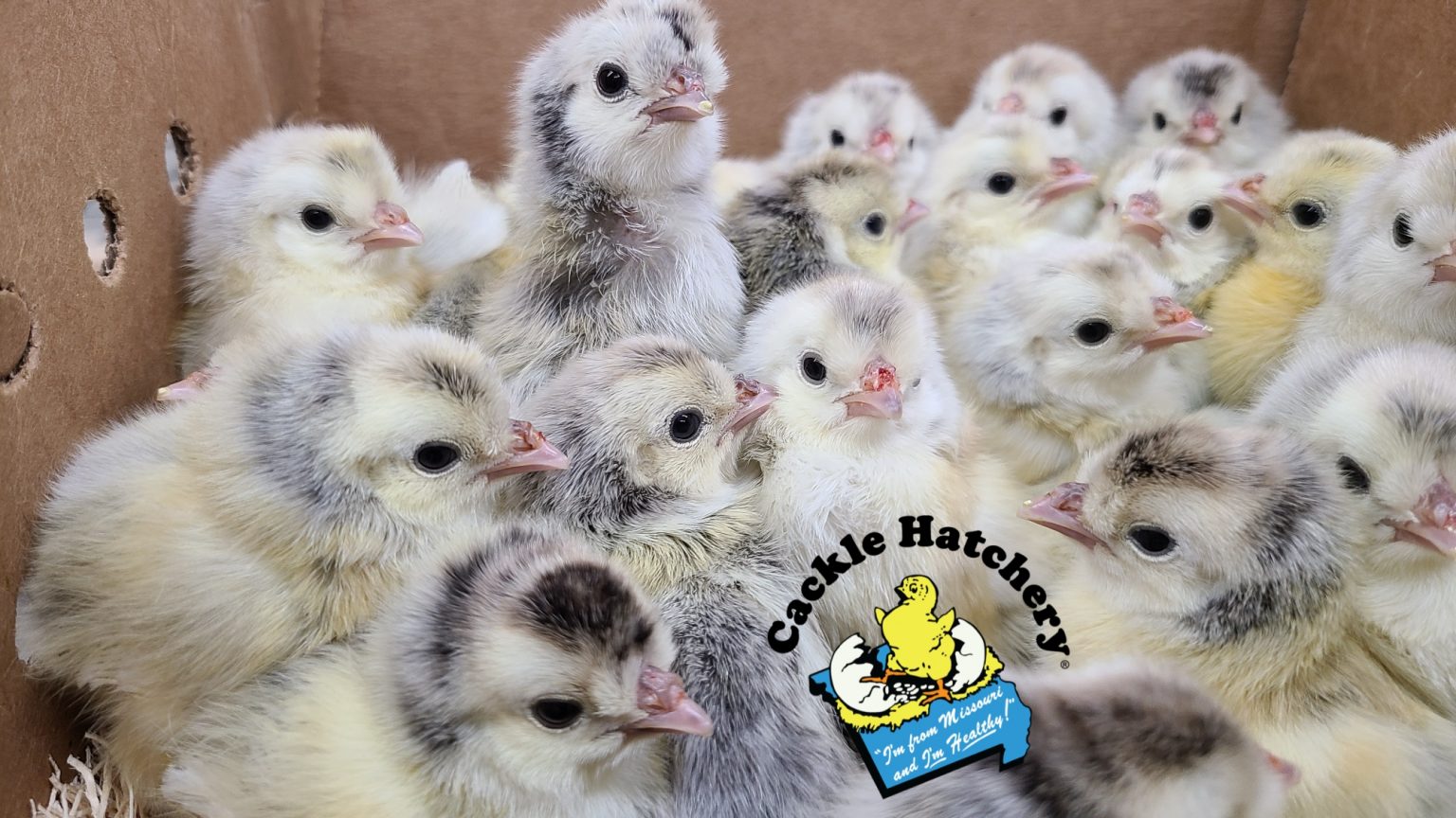 Silver Spangled Appenzeller Spitzhauben Chickens | Cackle Hatchery®