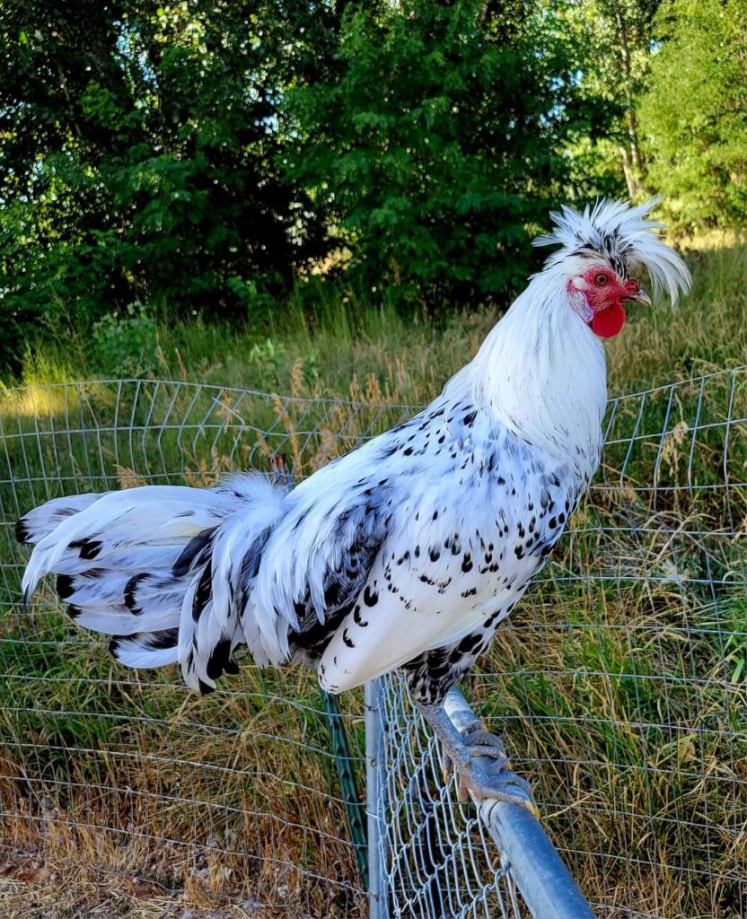 Silver Spangled Appenzeller Spitzhauben Chickens | Cackle Hatchery®