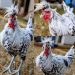 Silver Spangled Appenzeller Spitzhauben Chickens | Cackle Hatchery®