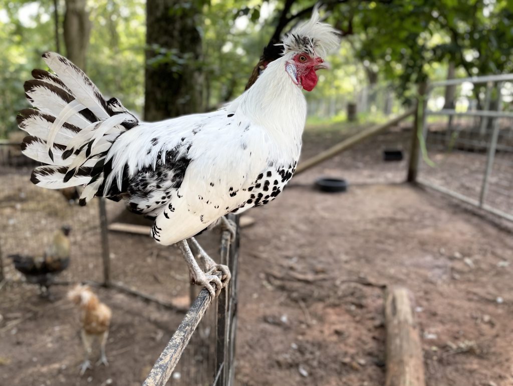 Silver Spangled Appenzeller Spitzhauben Chickens | Cackle Hatchery®
