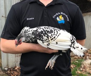 Silver Spangled Hamburg Chicken - Chicks for Sale | Cackle Hatchery®