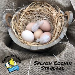 Splash Cochin - Standard Cochin Chickens | Cackle Hatchery®