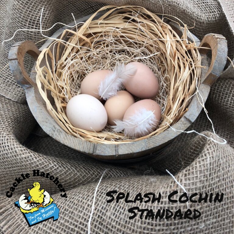 Splash Cochin - Standard Cochin Chickens | Cackle Hatchery®