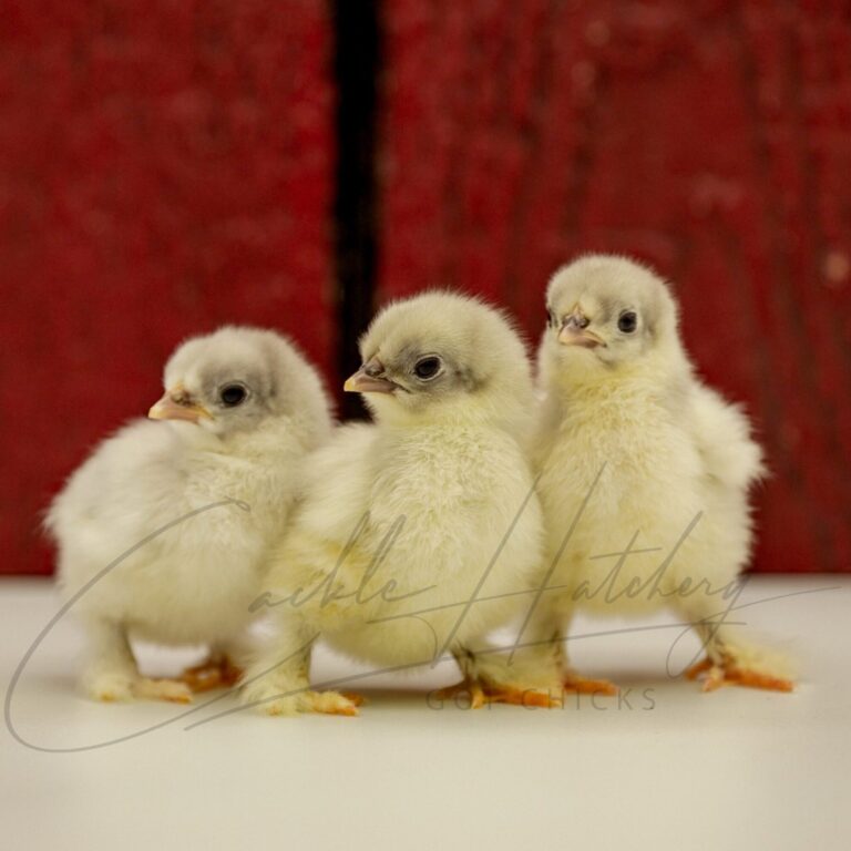 Splash Cochin Bantam Chicks | Docile Feather-Legged Bantams