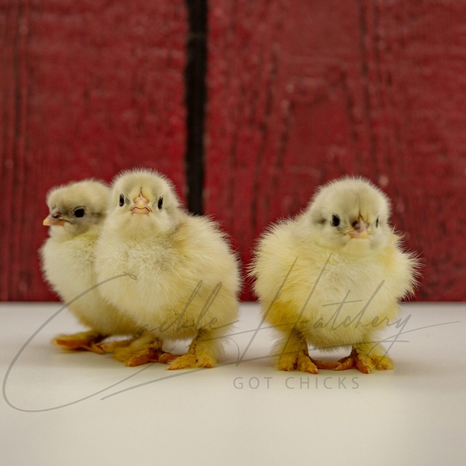 Splash Cochin - Standard Cochin Chickens | Cackle Hatchery®