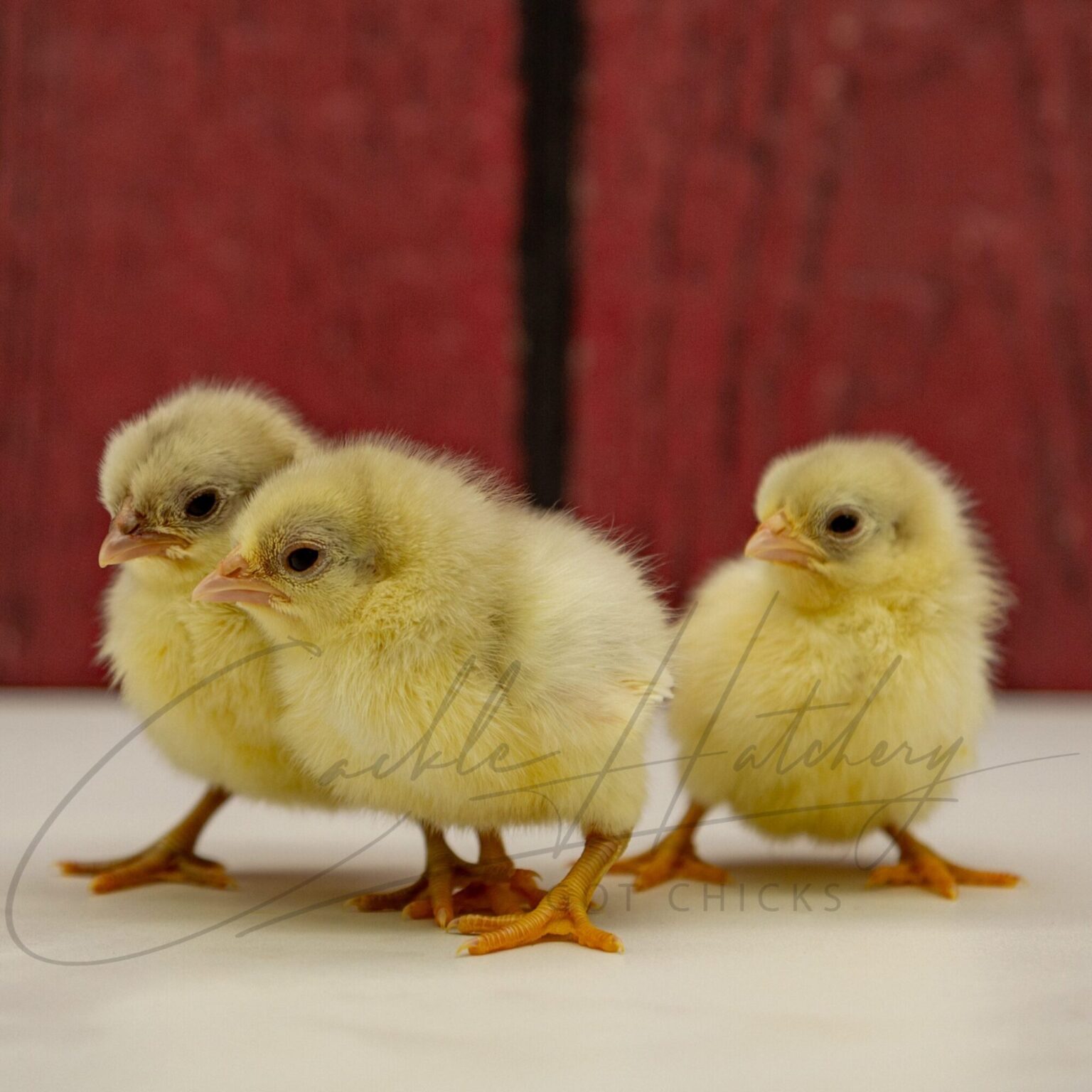 Splash Old English Game Bantam Chickens | Cackle Hatchery®