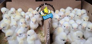 Splash Polish Chickens - Baby Chicks & Fowl | Cackle Hatchery®