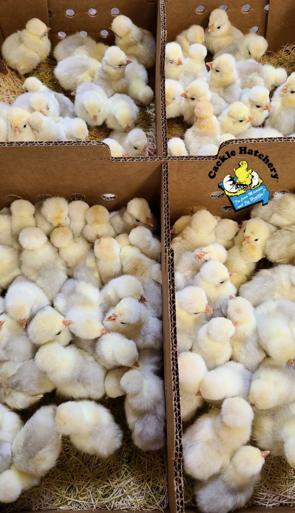 Splash Polish Chickens - Baby Chicks & Fowl | Cackle Hatchery®