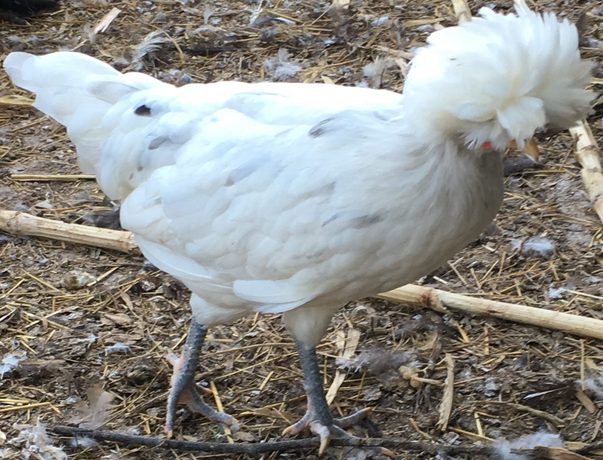 Splash Polish Chickens - Baby Chicks & Fowl | Cackle Hatchery®