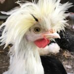 Splash Polish Chickens - Baby Chicks & Fowl | Cackle Hatchery®