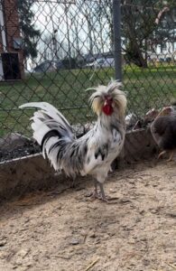 Splash Polish Chickens - Baby Chicks & Fowl | Cackle Hatchery®