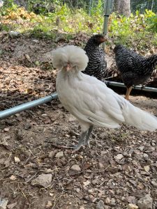 Splash Polish Chickens - Baby Chicks & Fowl | Cackle Hatchery®