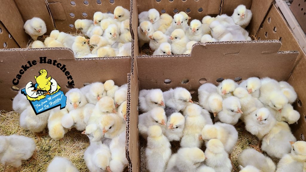 Splash Polish Chickens - Baby Chicks & Fowl | Cackle Hatchery®