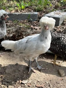 Splash Polish Chickens - Baby Chicks & Fowl | Cackle Hatchery®