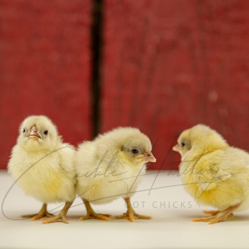 Splash Rosecomb Bantam Chicks | True Bantam Show Birds