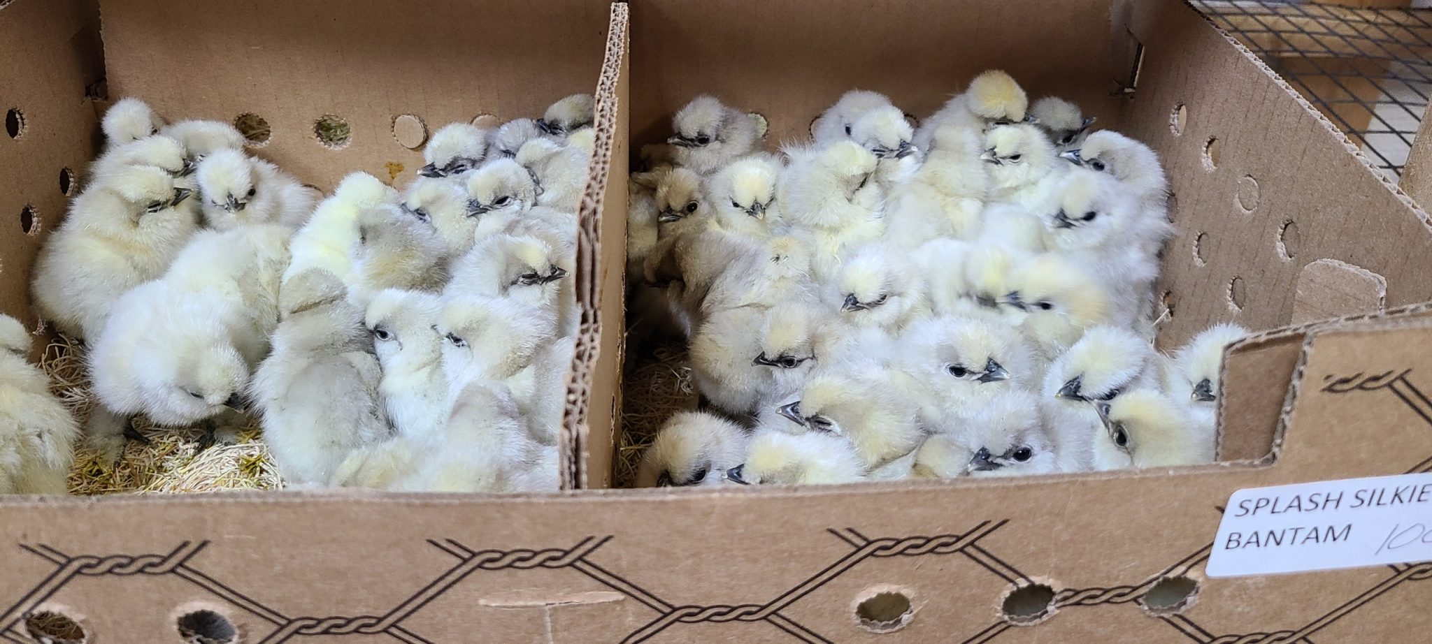 Splash Silkie Bantams - Baby Chicks for Sale | Cackle Hatchery®