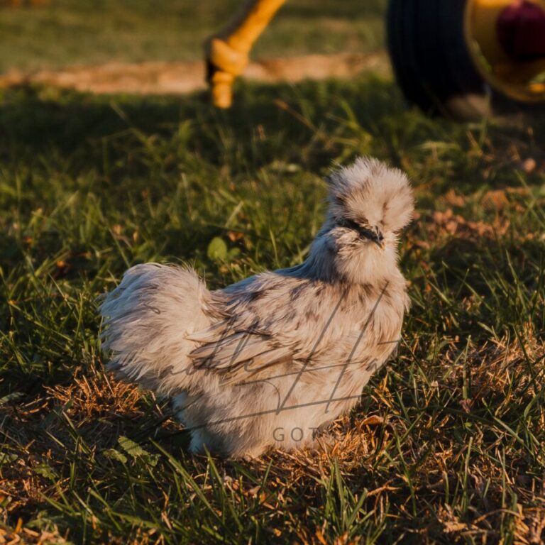 Splash Bearded Silkie Bantam Chicks | Pet Bantams