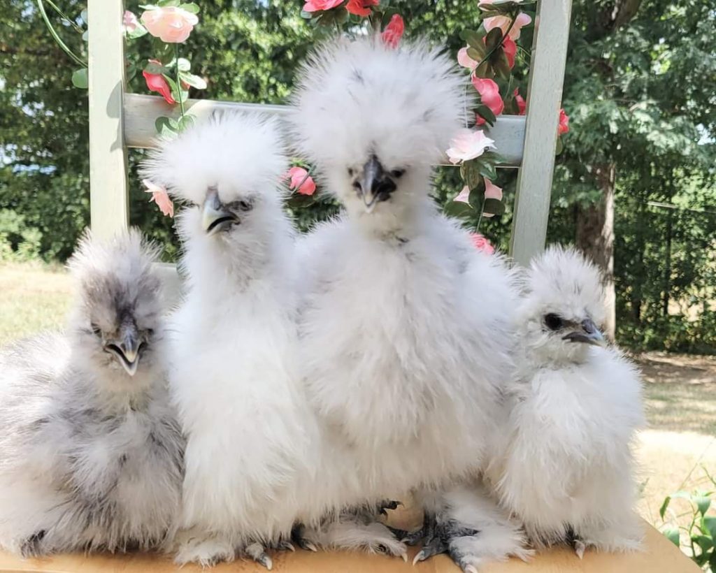 Splash Silkie Bantams - Baby Chicks for Sale | Cackle Hatchery®