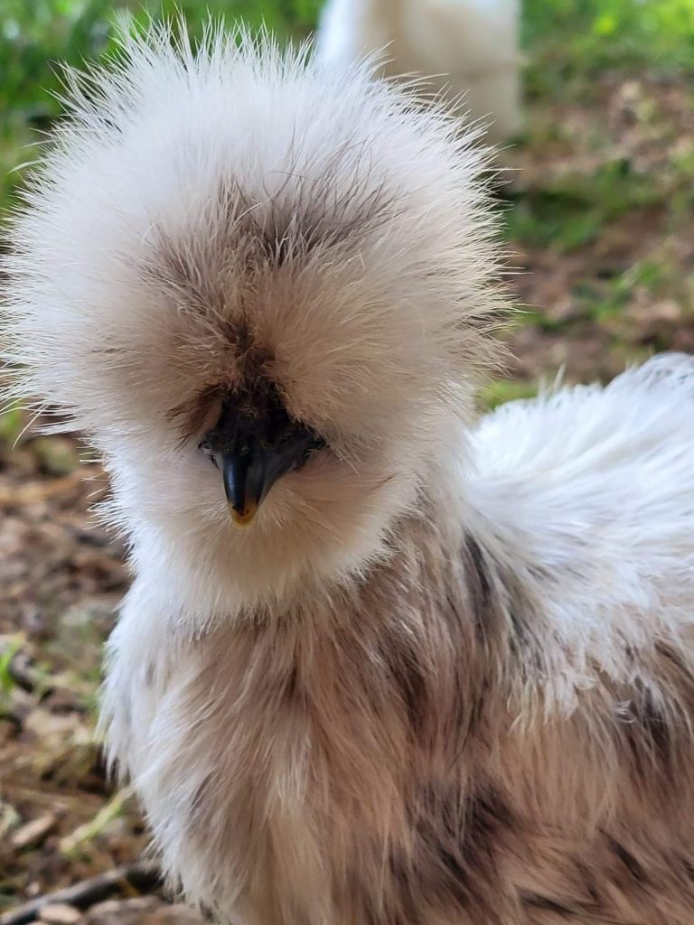 Splash Silkie Bantams - Baby Chicks for Sale | Cackle Hatchery®