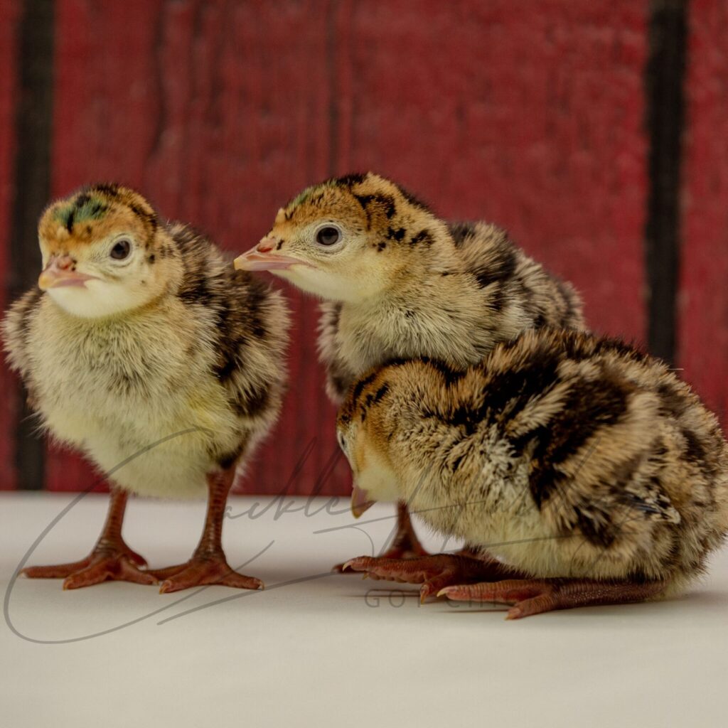 Heritage (Standard) Bronze Turkey Poults | Cackle Hatchery®