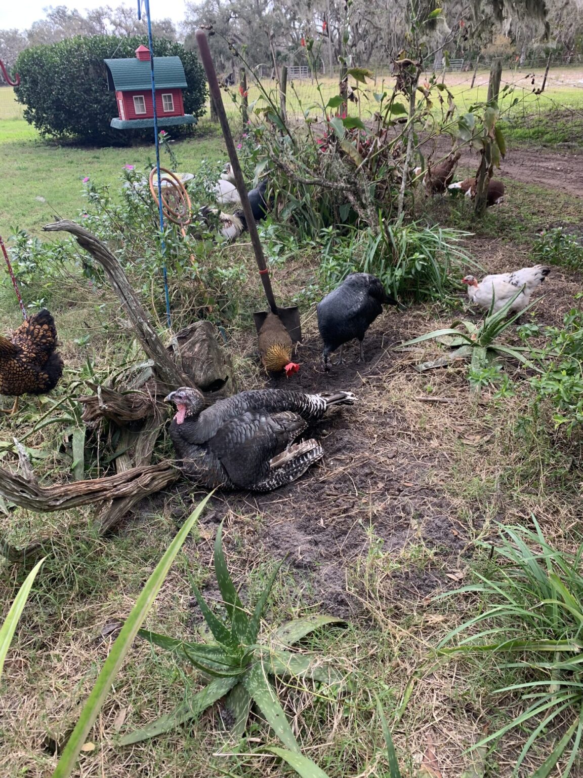 Heritage (Standard) Bronze Turkey Poults | Cackle Hatchery®