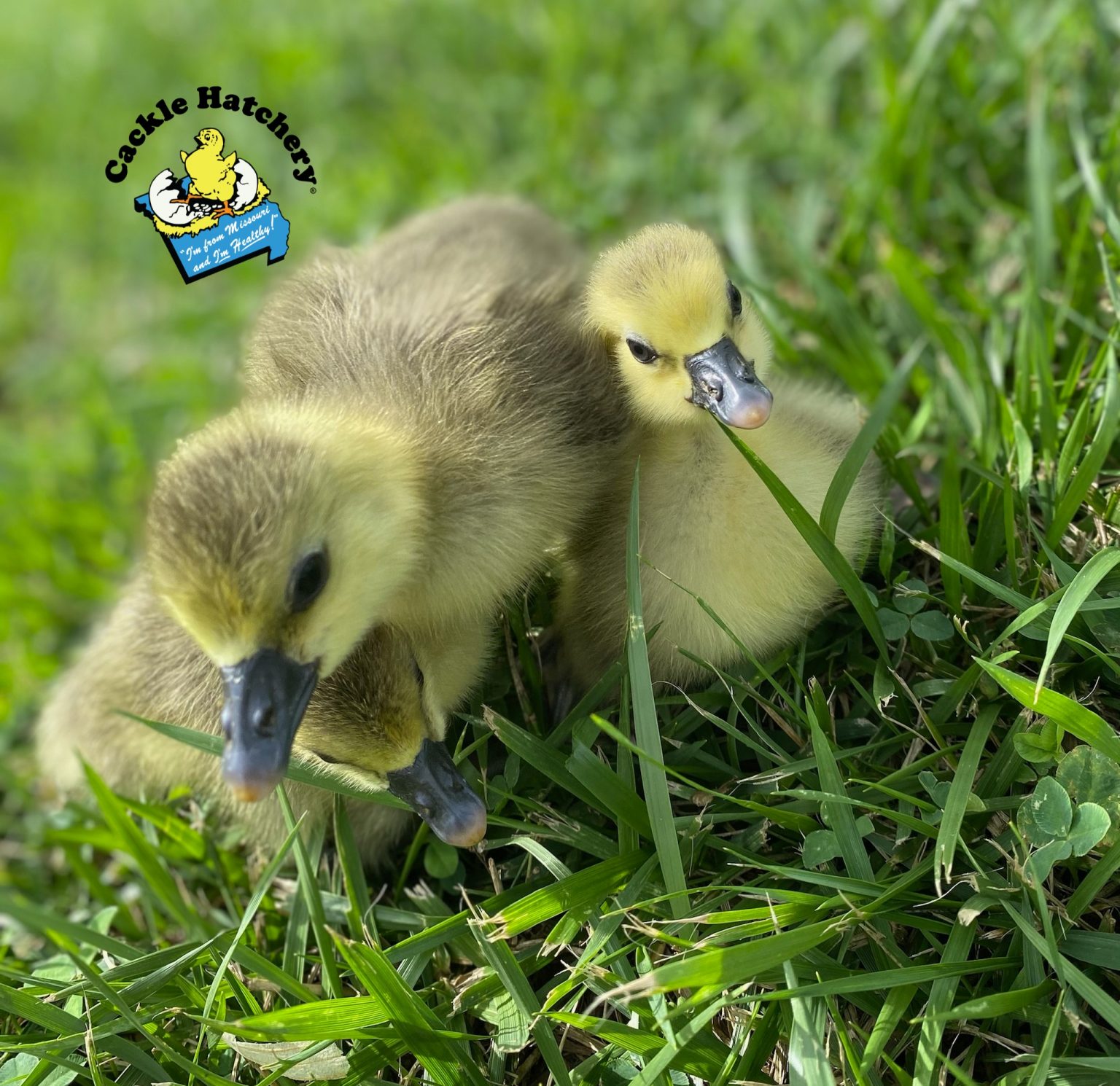 Toulouse Geese for Sale - Waterfowl Hatchery | Cackle Hatchery®