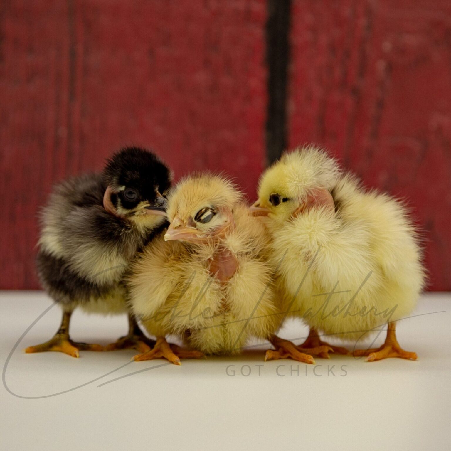 Turken "Naked Neck" Chicks for Sale | Cackle Hatchery®