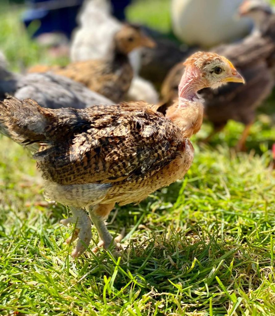Turken "Naked Neck" Chicks for Sale | Cackle Hatchery®