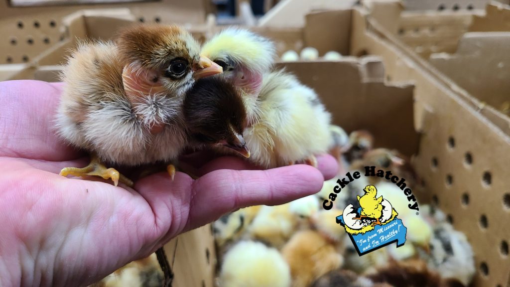 Turken "Naked Neck" Chicks for Sale | Cackle Hatchery®