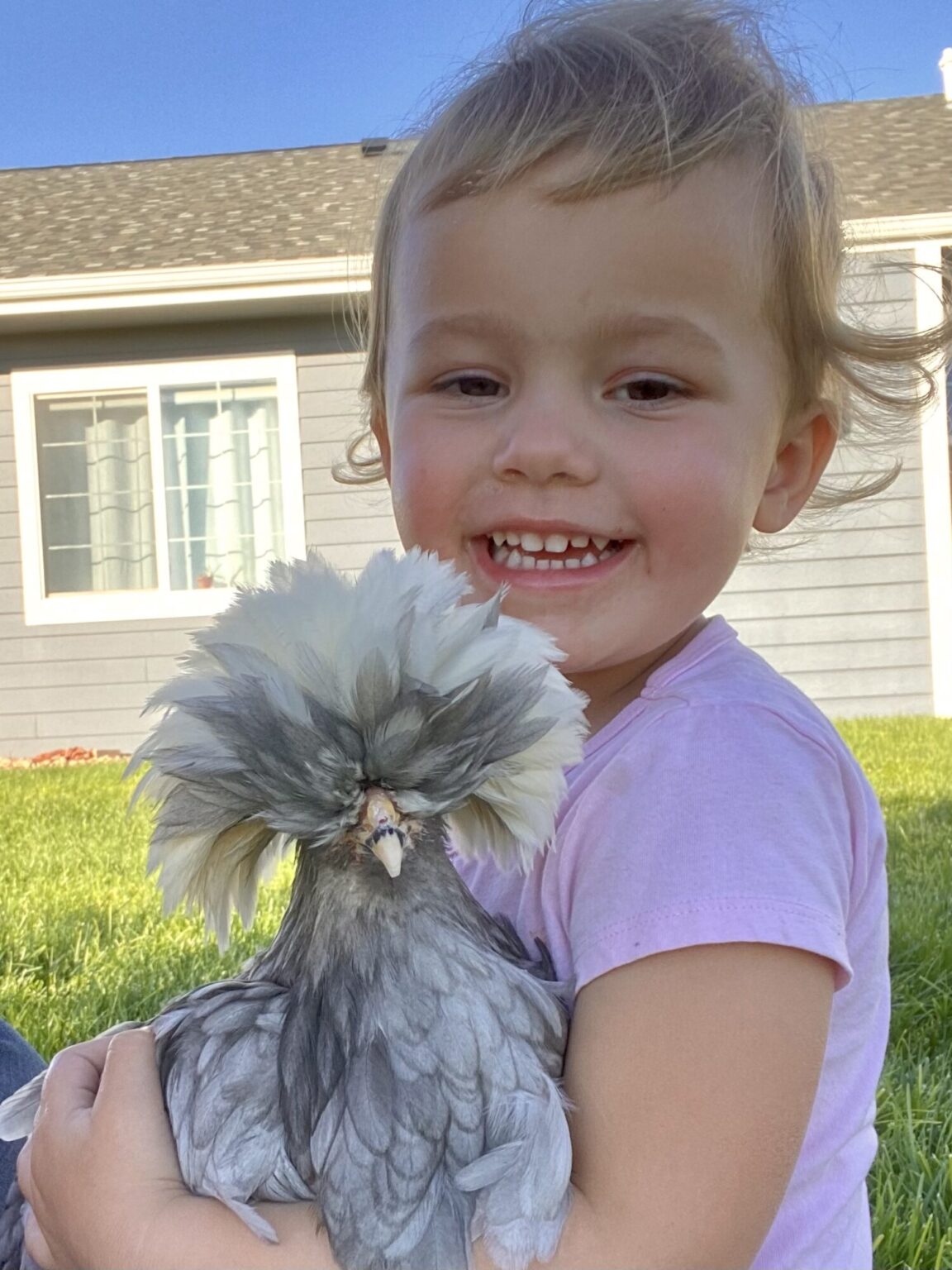 White Crested Blue Polish Chicken for Sale - White Egg Layers | Cackle ...