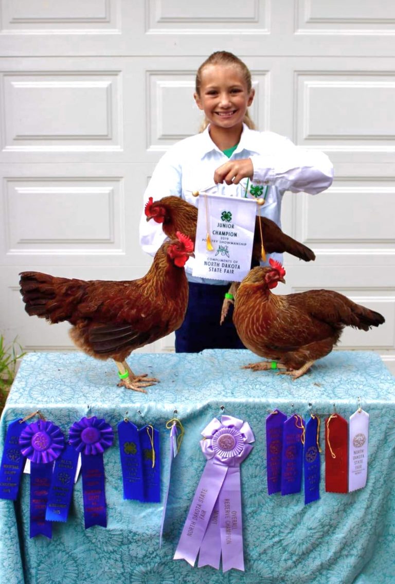 Welsummer Chickens - Baby Chicks for Sale | Cackle Hatchery®