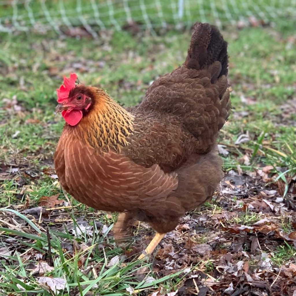 Welsummer Chickens - Baby Chicks for Sale | Cackle Hatchery®