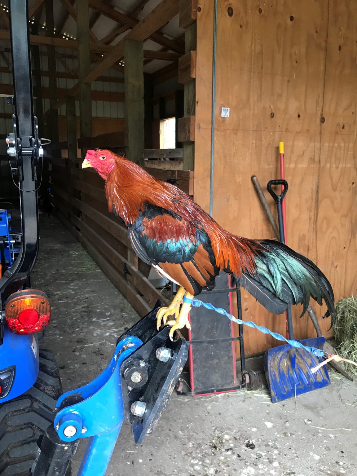 Wheaten Aseel (Asil) Chickens for Sale | Cackle Hatchery®