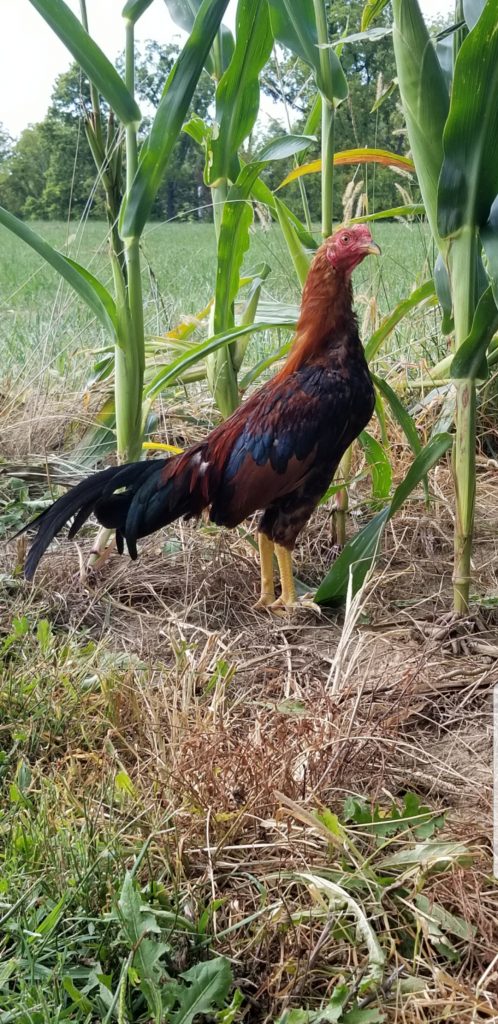 Wheaten Aseel (Asil) Chickens for Sale | Cackle Hatchery®