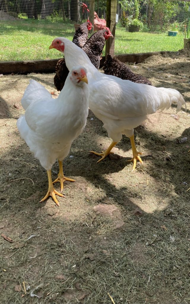 White Chantecler Breed Chicks for Sale | Cackle Hatchery®