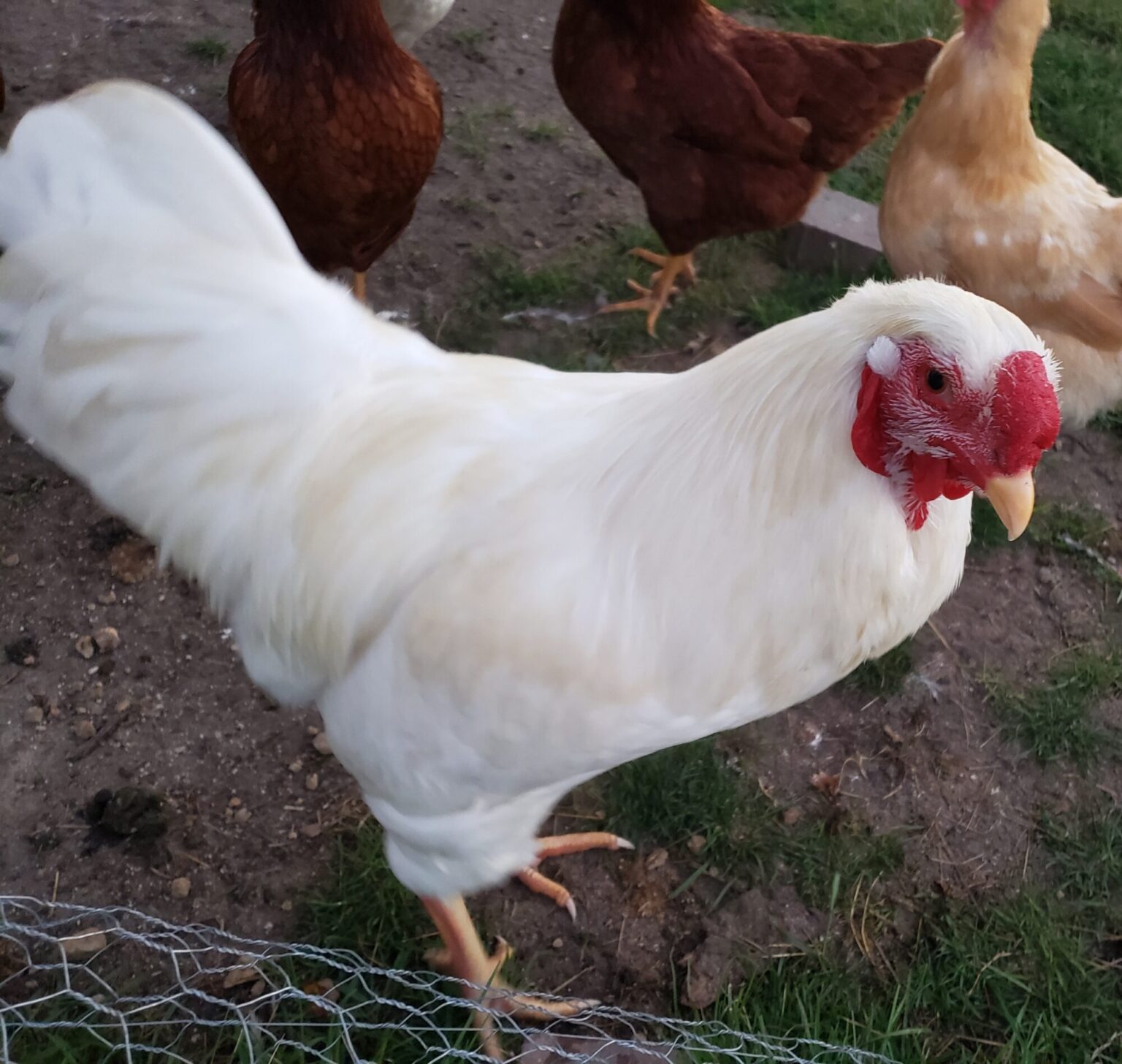 White Chantecler Breed Chicks for Sale | Cackle Hatchery®