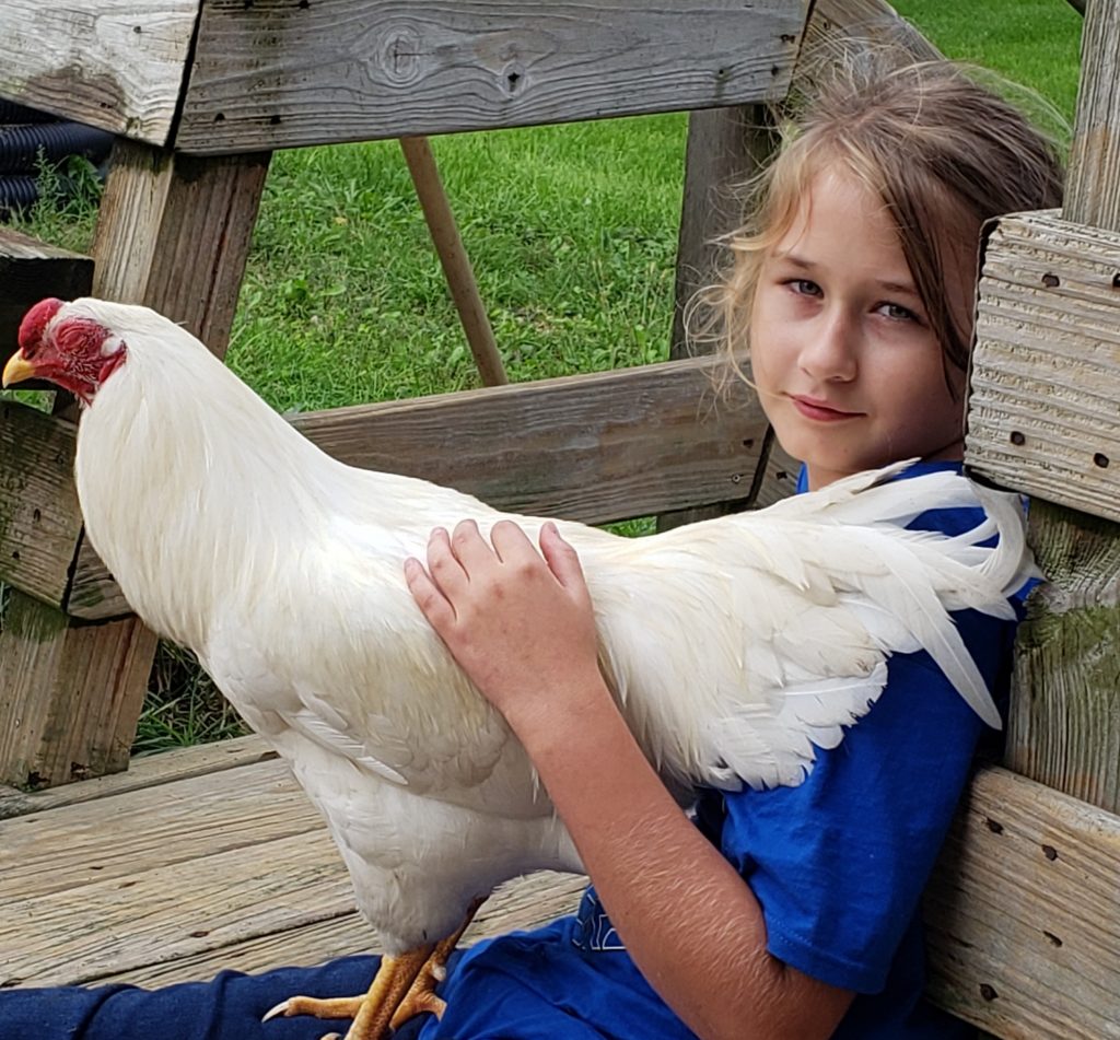 White Chantecler Breed Chicks for Sale | Cackle Hatchery®