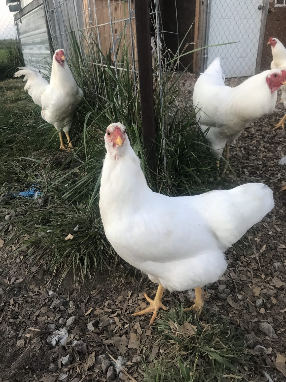 White Chantecler Breed Chicks for Sale | Cackle Hatchery®
