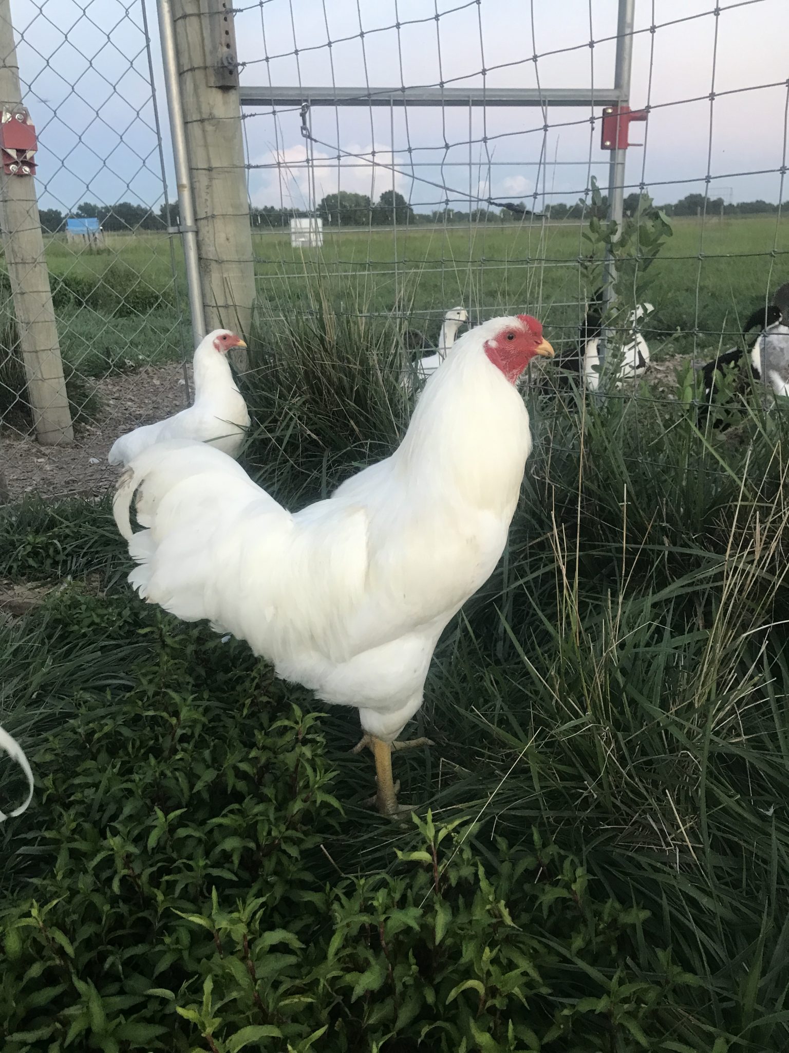 White Chantecler Breed Chicks for Sale | Cackle Hatchery®