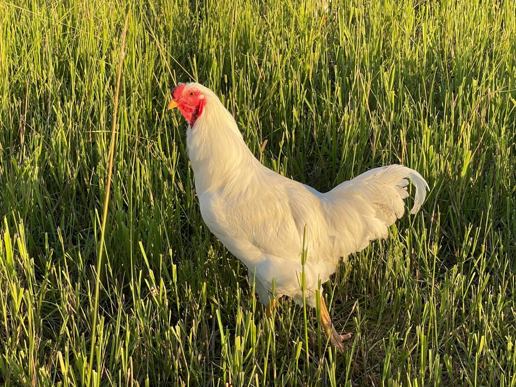 White Chantecler Breed Chicks for Sale | Cackle Hatchery®