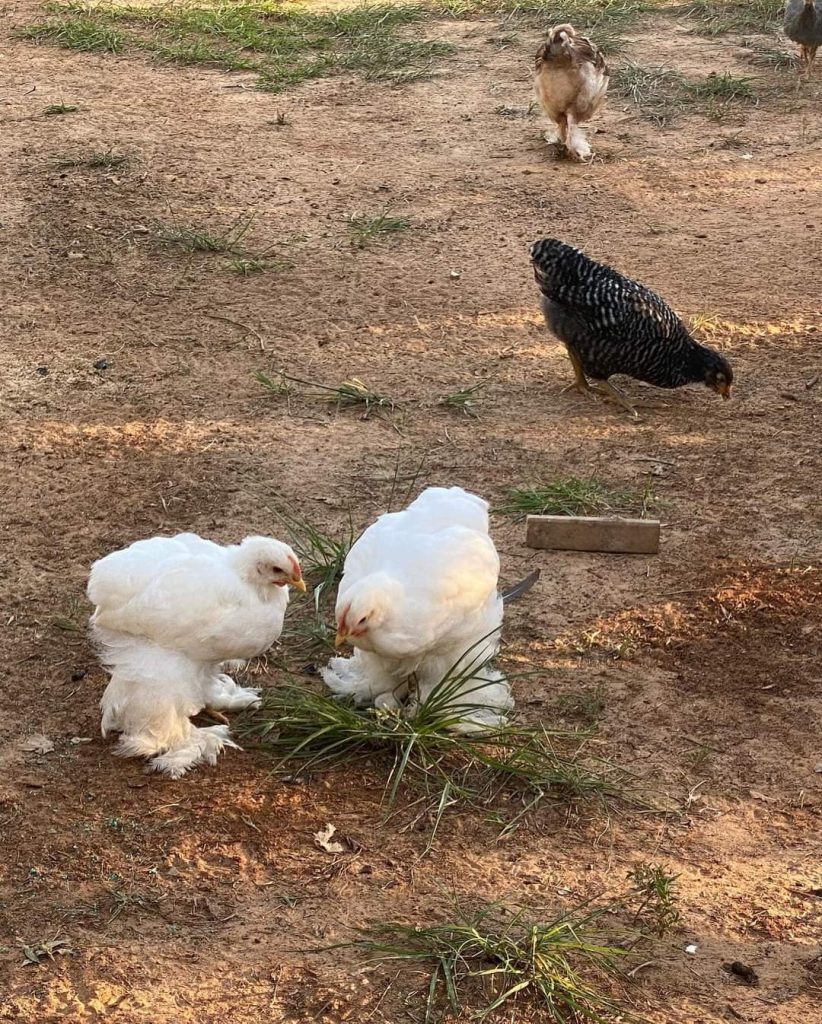 White Cochin Standard Chicks for Sale | Cackle Hatchery®