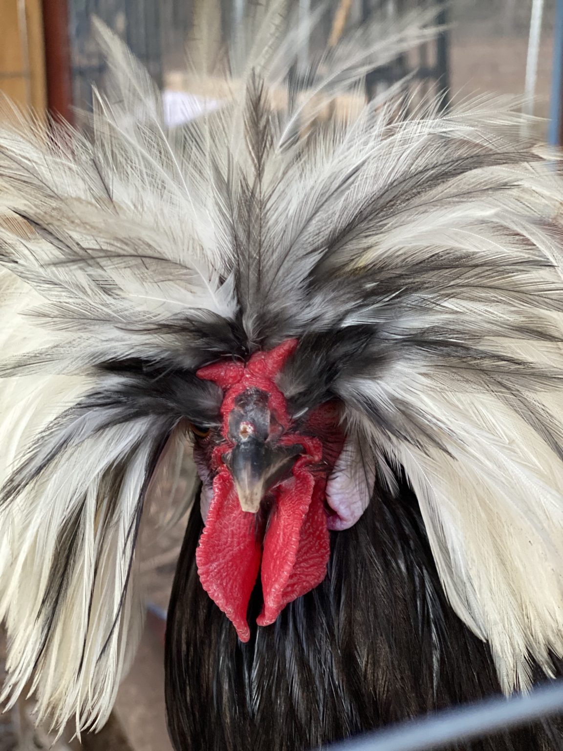 White Crested Black Polish Chickens - White Egg Layers | Cackle Hatchery®
