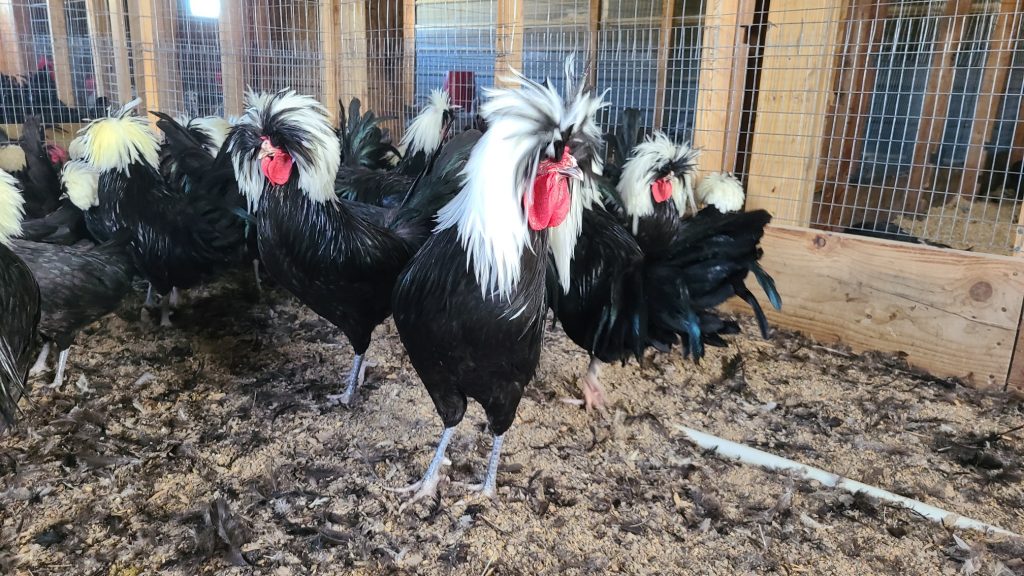 White Crested Black Polish Chickens - White Egg Layers | Cackle Hatchery®