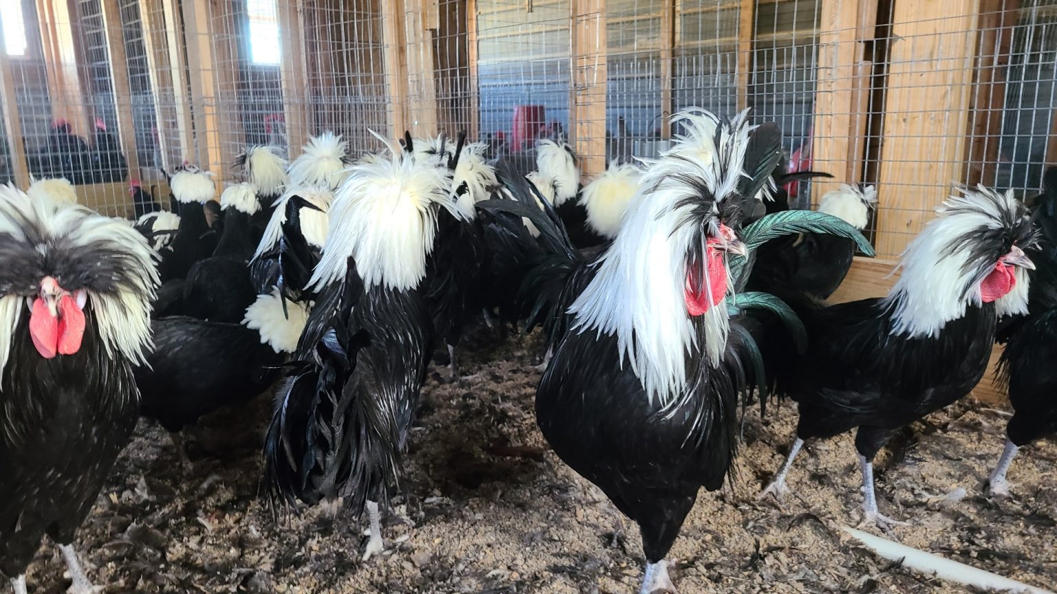 White Crested Black Polish Chickens - White Egg Layers | Cackle Hatchery®