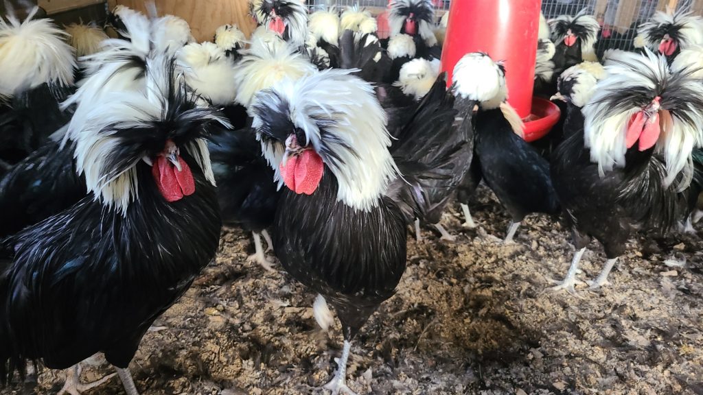 White Crested Black Polish Chickens - White Egg Layers | Cackle Hatchery®