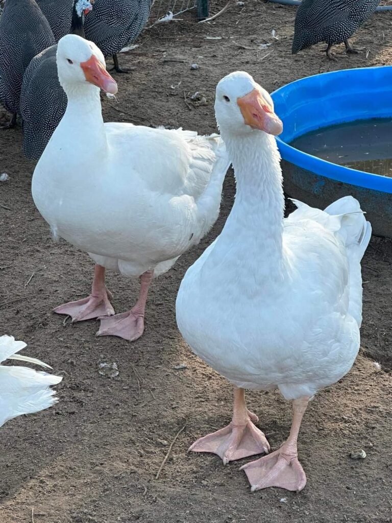 White Embden Geese - Baby Gosling for Sale | Cackle Hatchery®