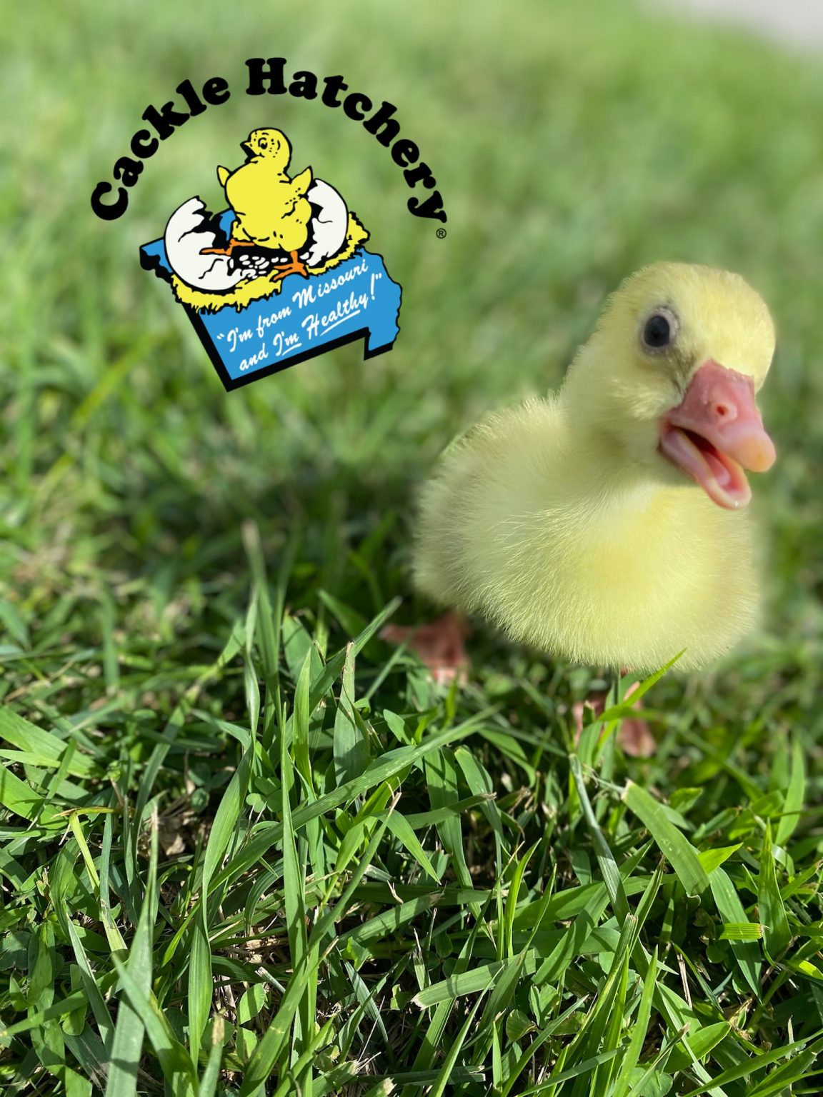 White Embden Geese - Baby Gosling for Sale | Cackle Hatchery®
