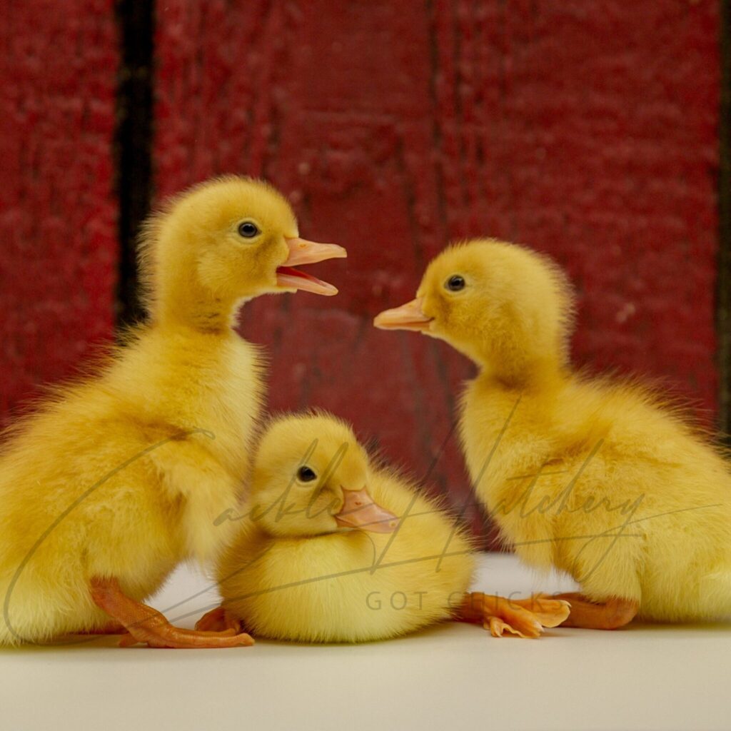 White Pekin Ducklings for Sale | Meat, Eggs & Pets