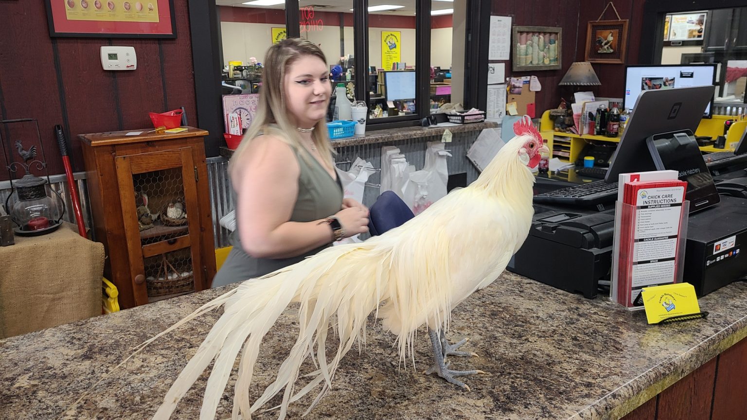 White Phoenix Bantam - Bantam Chickens | Cackle Hatchery®