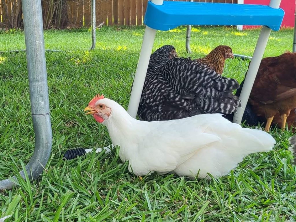 White Plymouth Rock Chicken - Baby Chicks for Sale | Cackle Hatchery®
